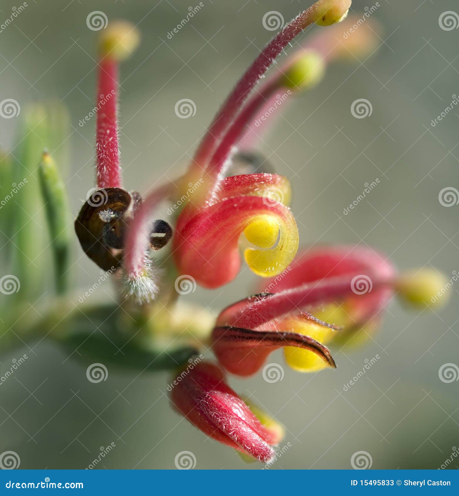 Flower Of The Australian Native Large Duck Orchid, Caleana Major ...