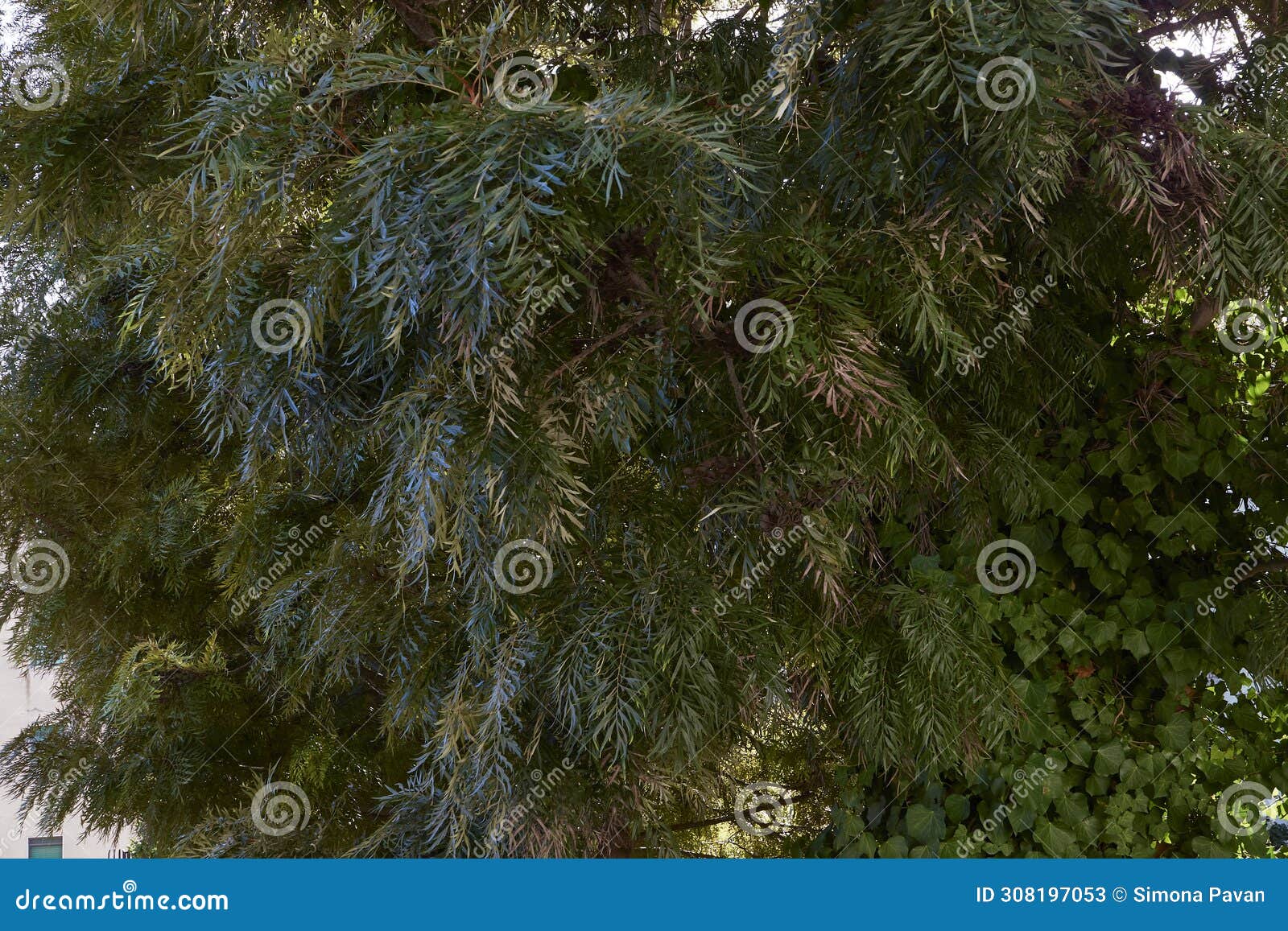 Grevillea Robusta Branch Close Up Stock Image - Image of textured ...