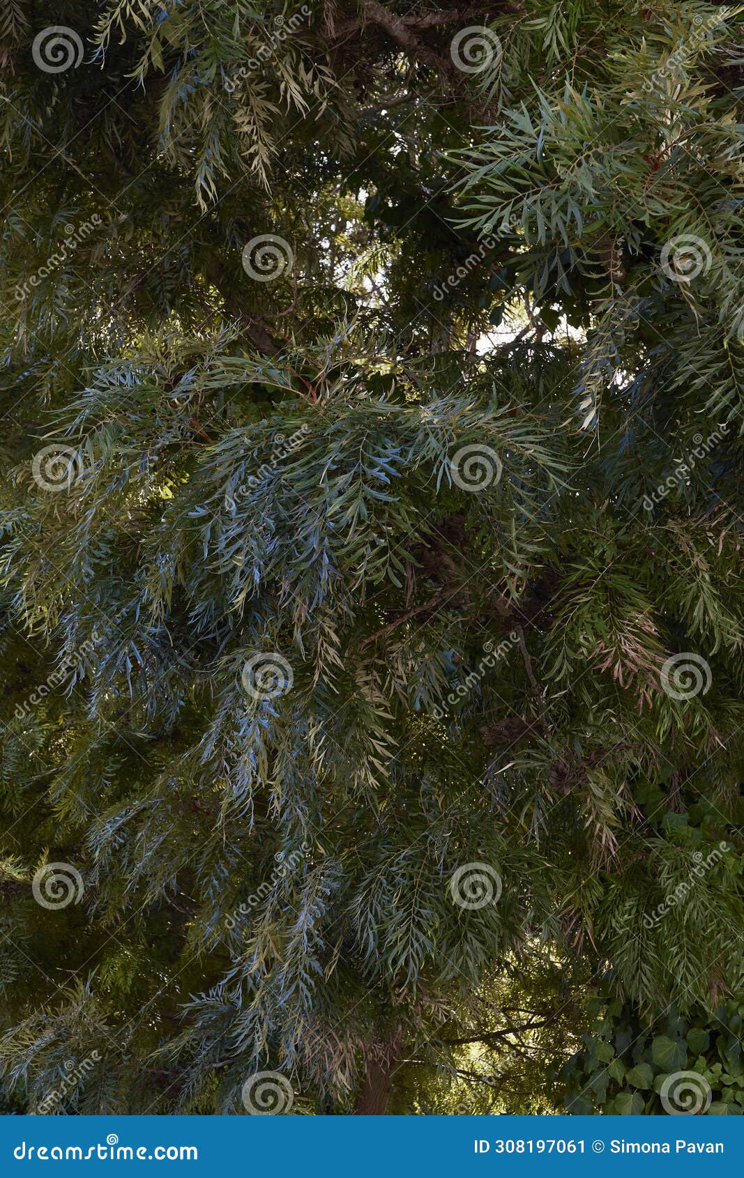 Grevillea Robusta Branch Close Up Stock Image - Image of ornamental ...
