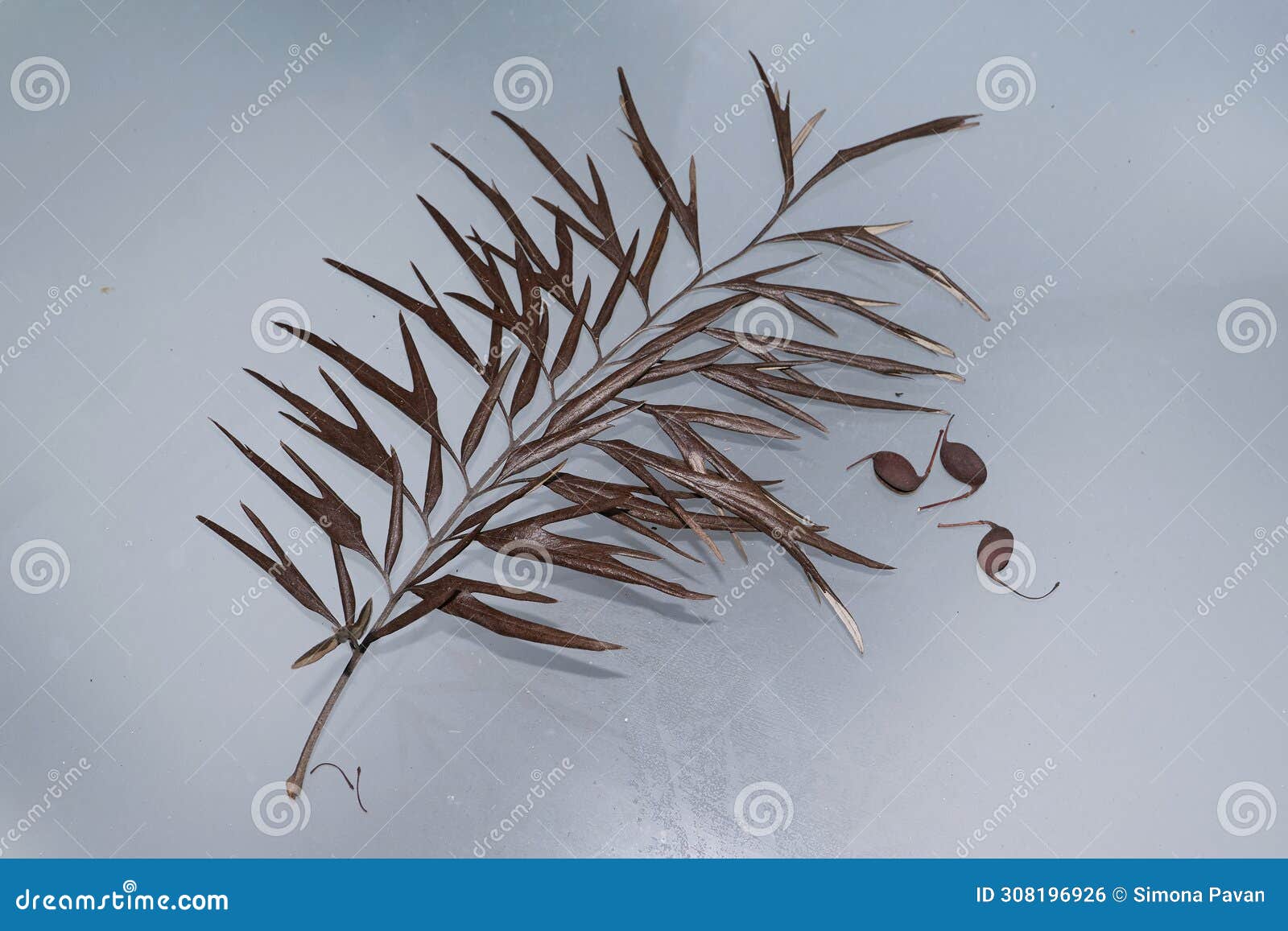 Grevillea Robusta Leaf and Seeds Stock Photo - Image of silk, tree ...