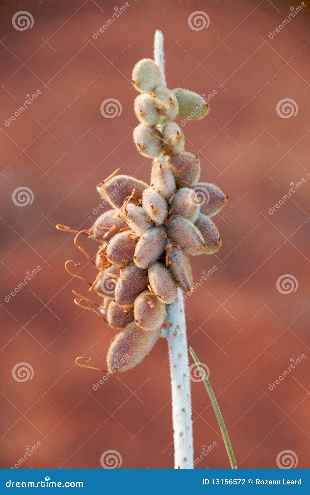 Grevillea seeds stock photo. Image of nature, fruit, seed - 13156572