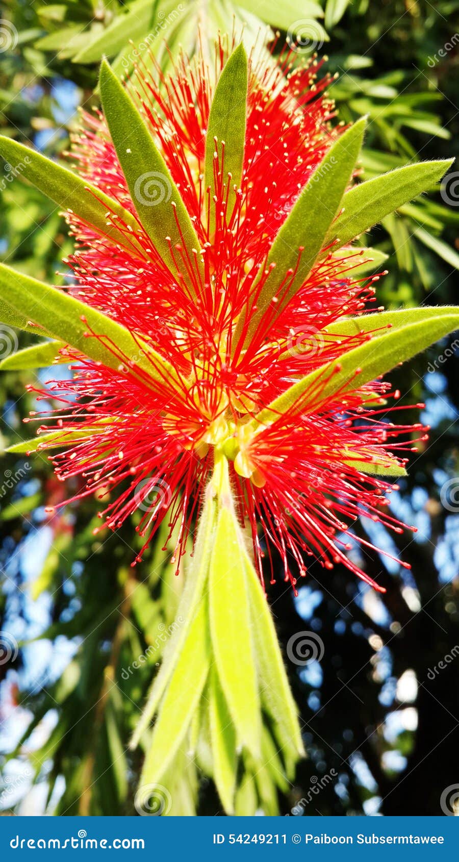 Grevilleas stock image. Image of tree, nature, toothbrush - 54249211