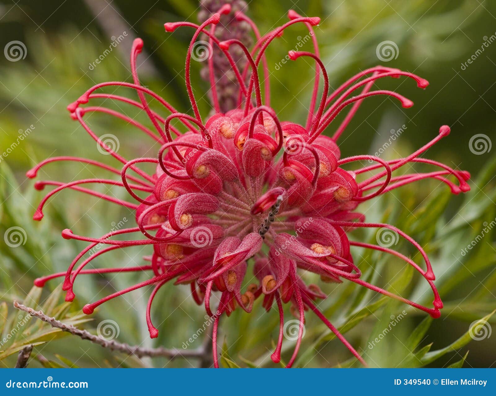 Grevillia stock photo. Image of perfumed, pollen, grevillia - 349540