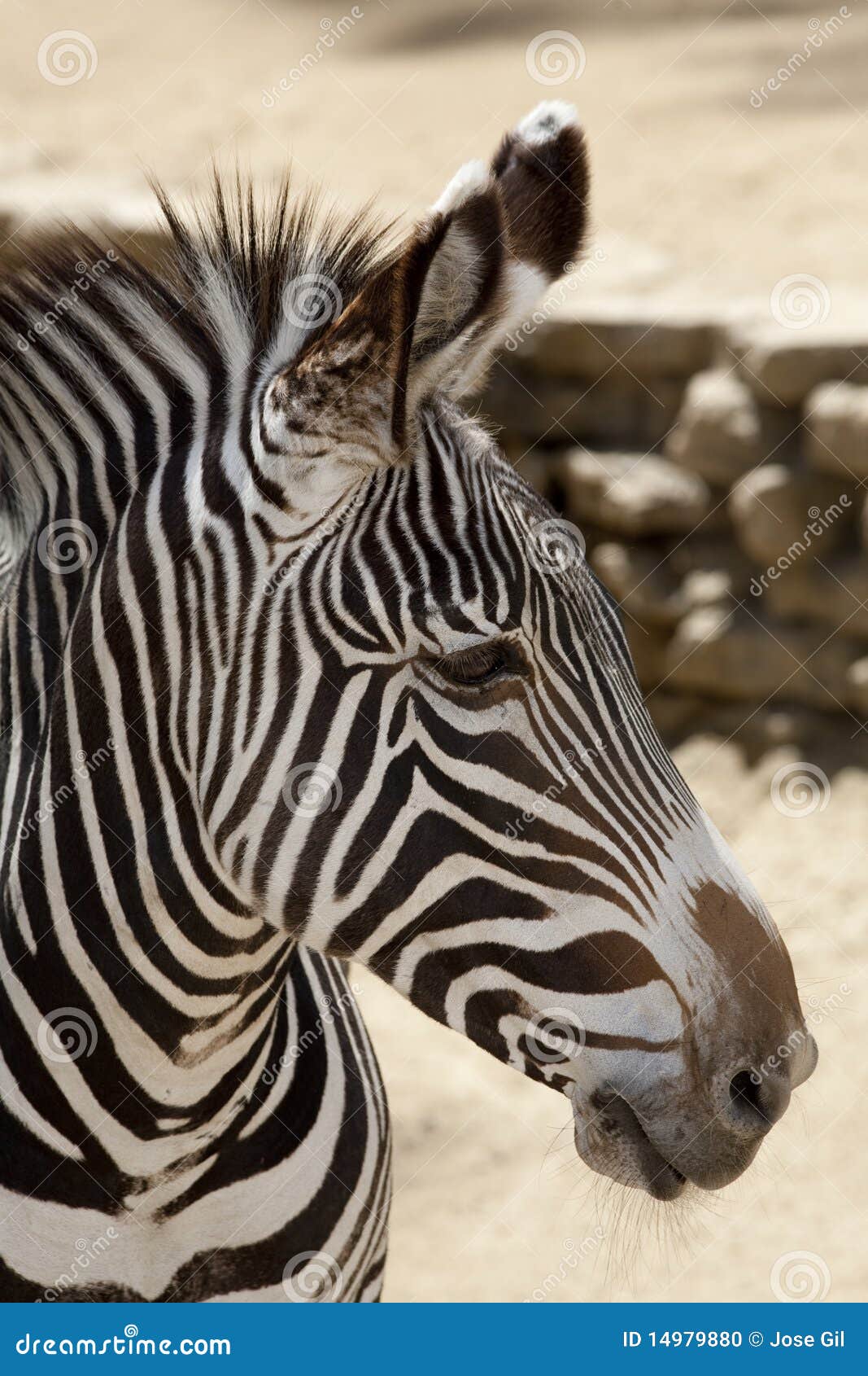 Grevy s Zebra stock photo. Image of natural, animal, ungulate - 14979880