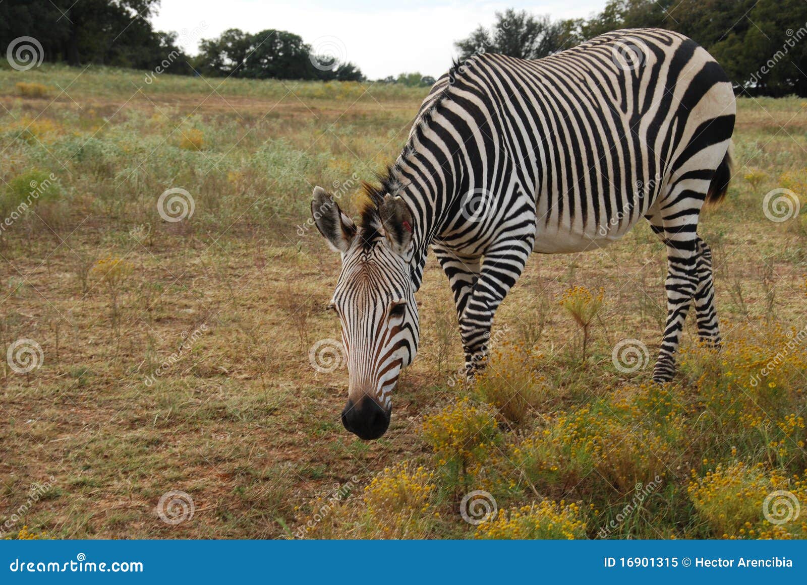 Royalty Free Images, Cartoons, Illustrations And Photos Designed By ...