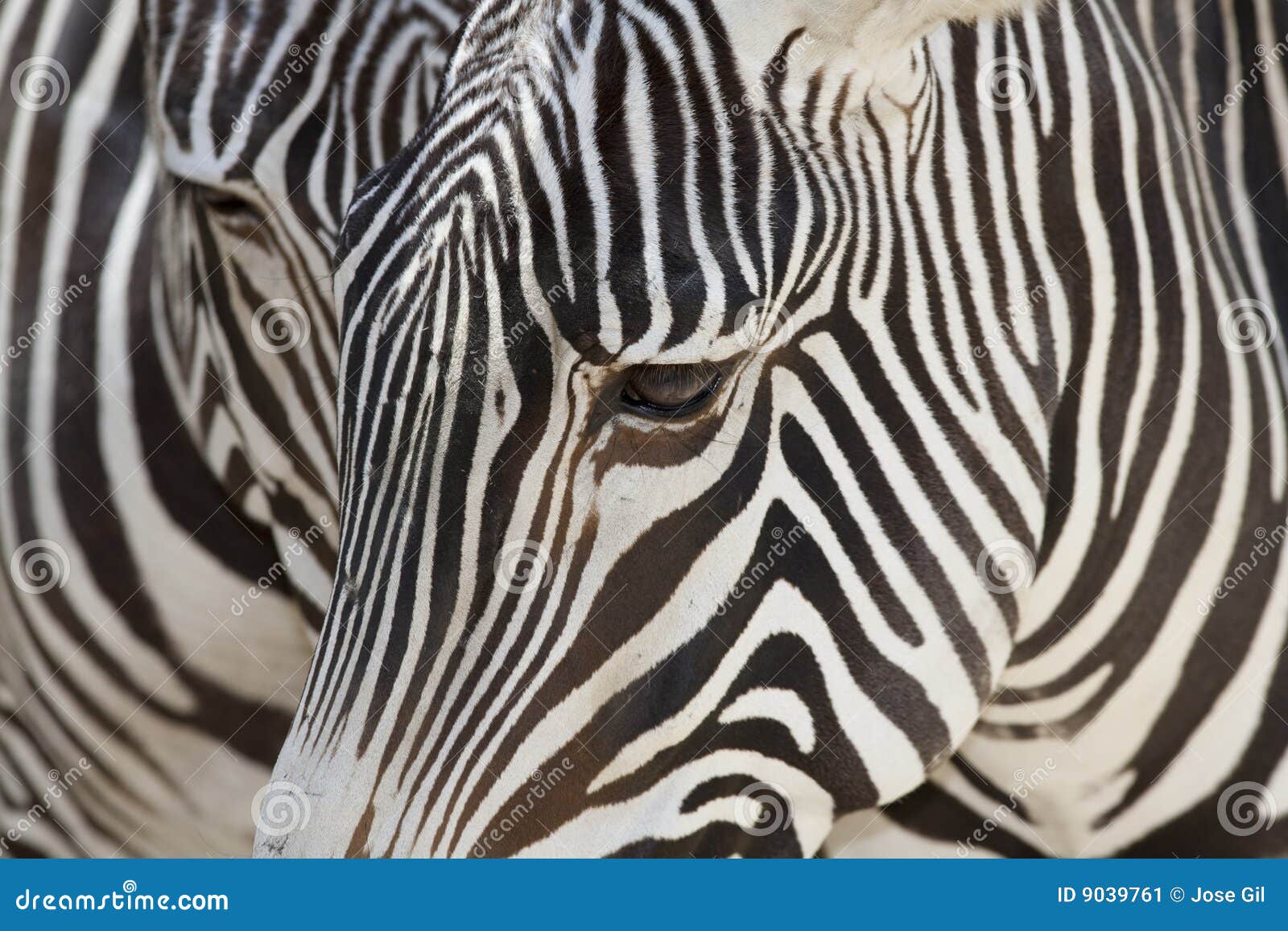 Grevy s Zebra stock image. Image of head, grevys, close - 9039761