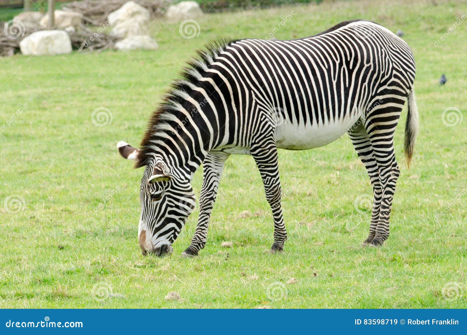 Grevy`s Zebra stock image. Image of endangered, grevyi - 83598719