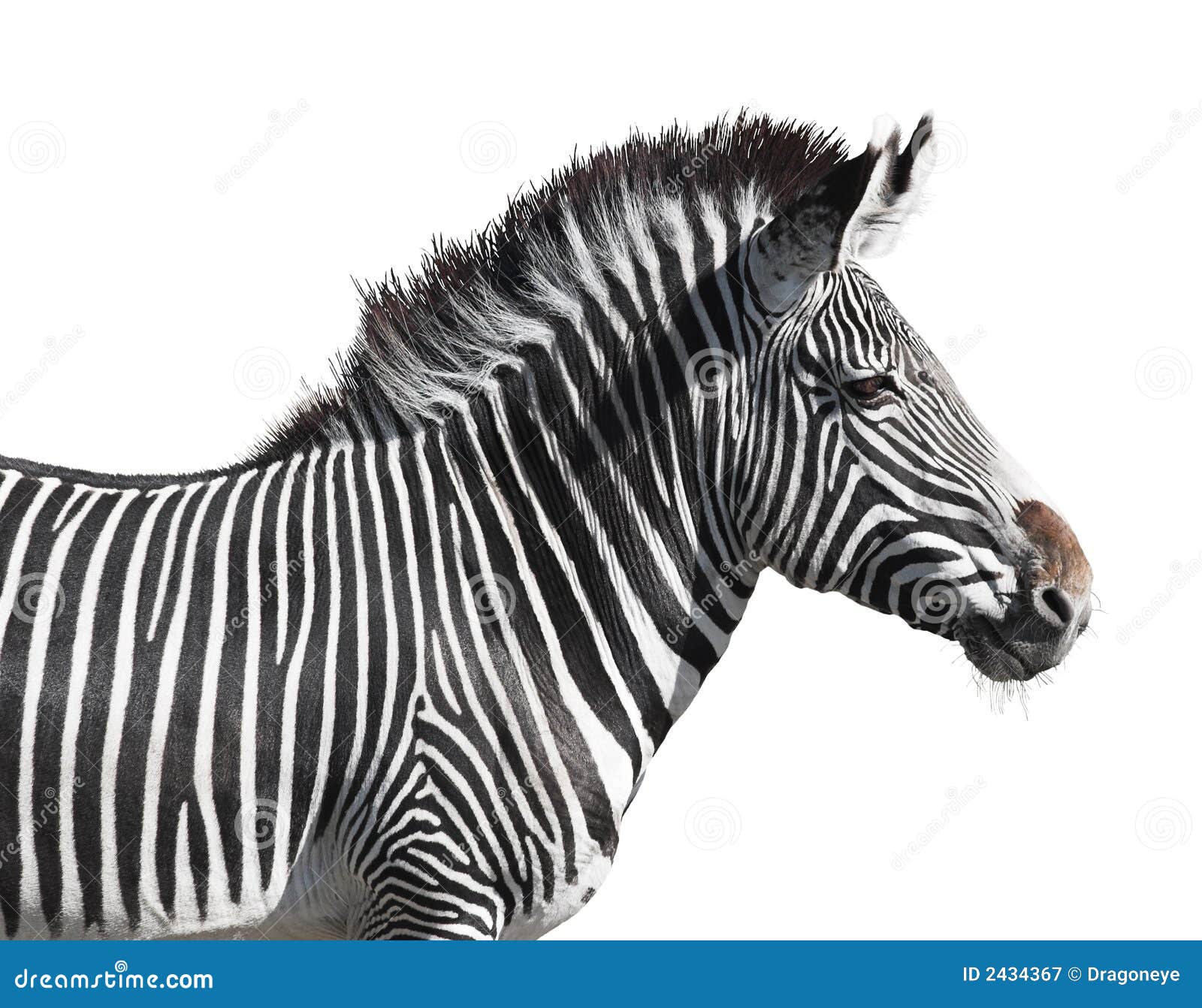 Grevy S Zebra Closeup Cutout Stock Image - Image of africa, mammal: 2434367