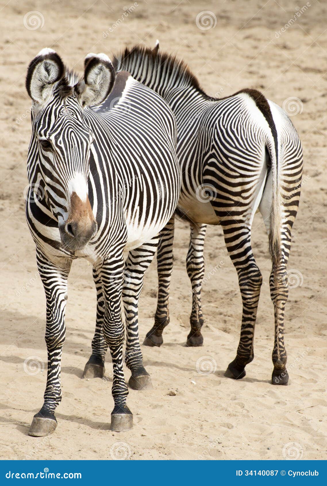 Grevy s zebra stock image. Image of grevyi, mammal, zebra - 34140087