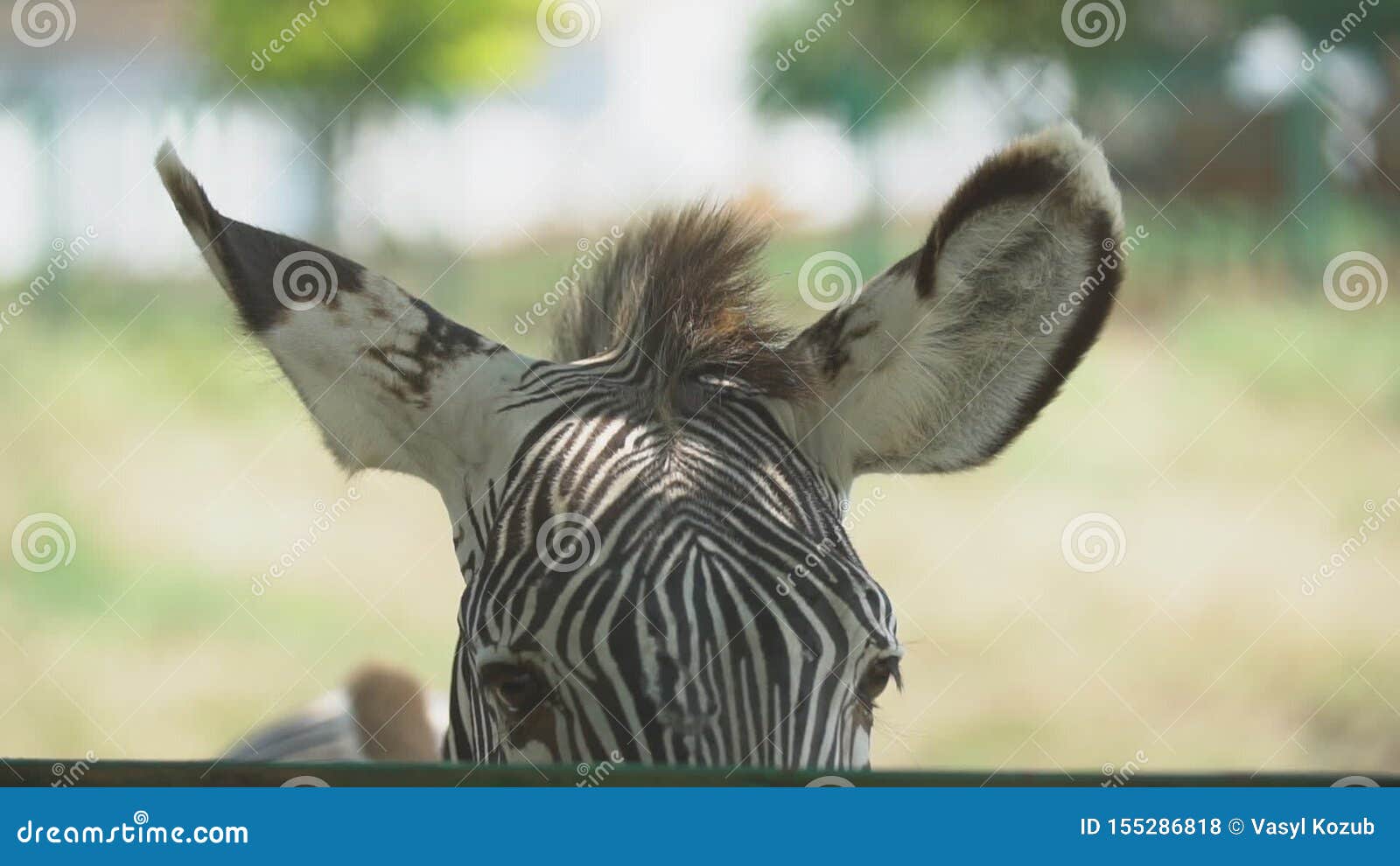 Grevy`s Zebra Ears stock footage. Video of animal, heat - 155286818