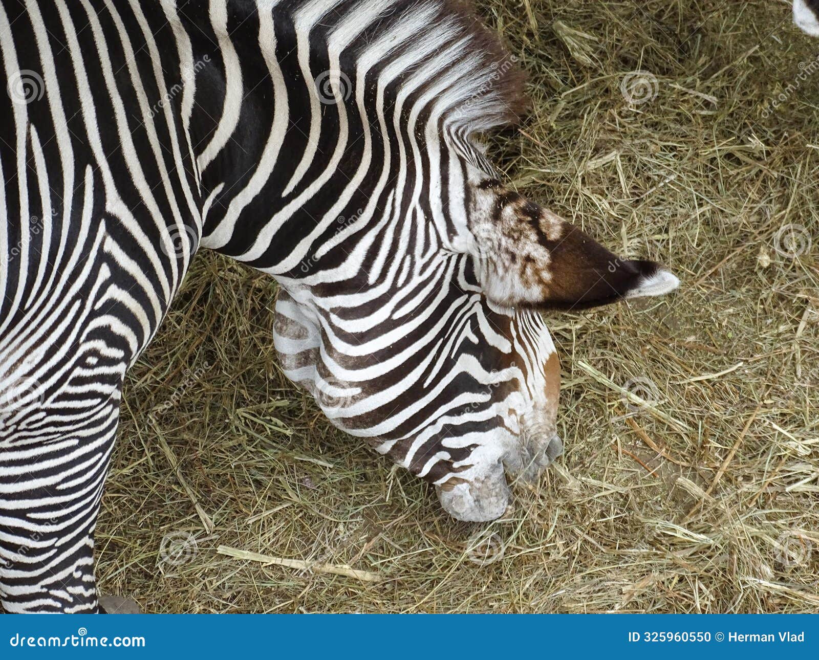 A Grevy S Zebra Eating Hay at the Zoo Stock Photo - Image of outdoor ...