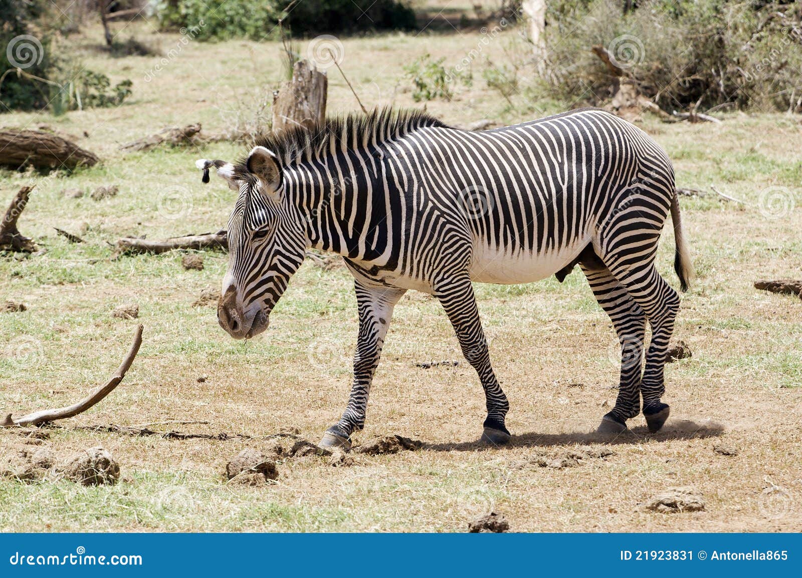 Grevy S Zebra (Equus Grevyi) Stock Image - Image of africa, animal ...