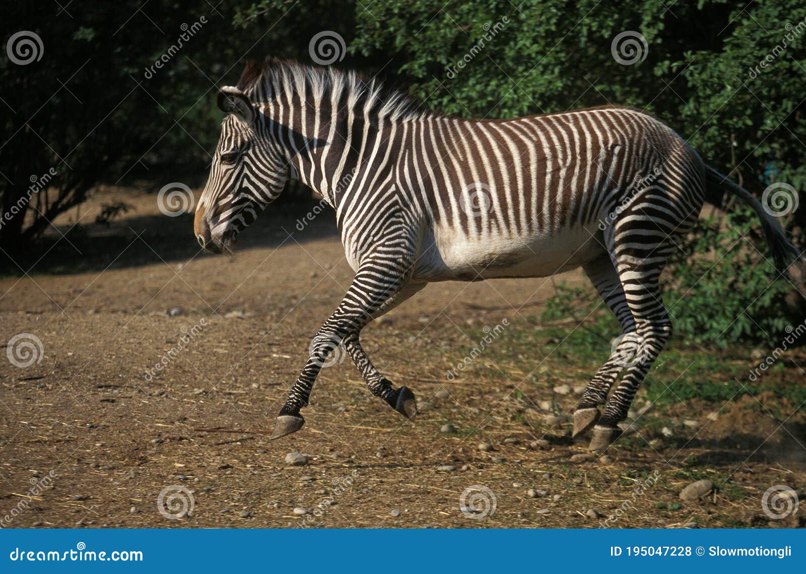 Grevy`s Zebra, Equus Grevyi, Adult Stock Photo - Image of outdoor ...