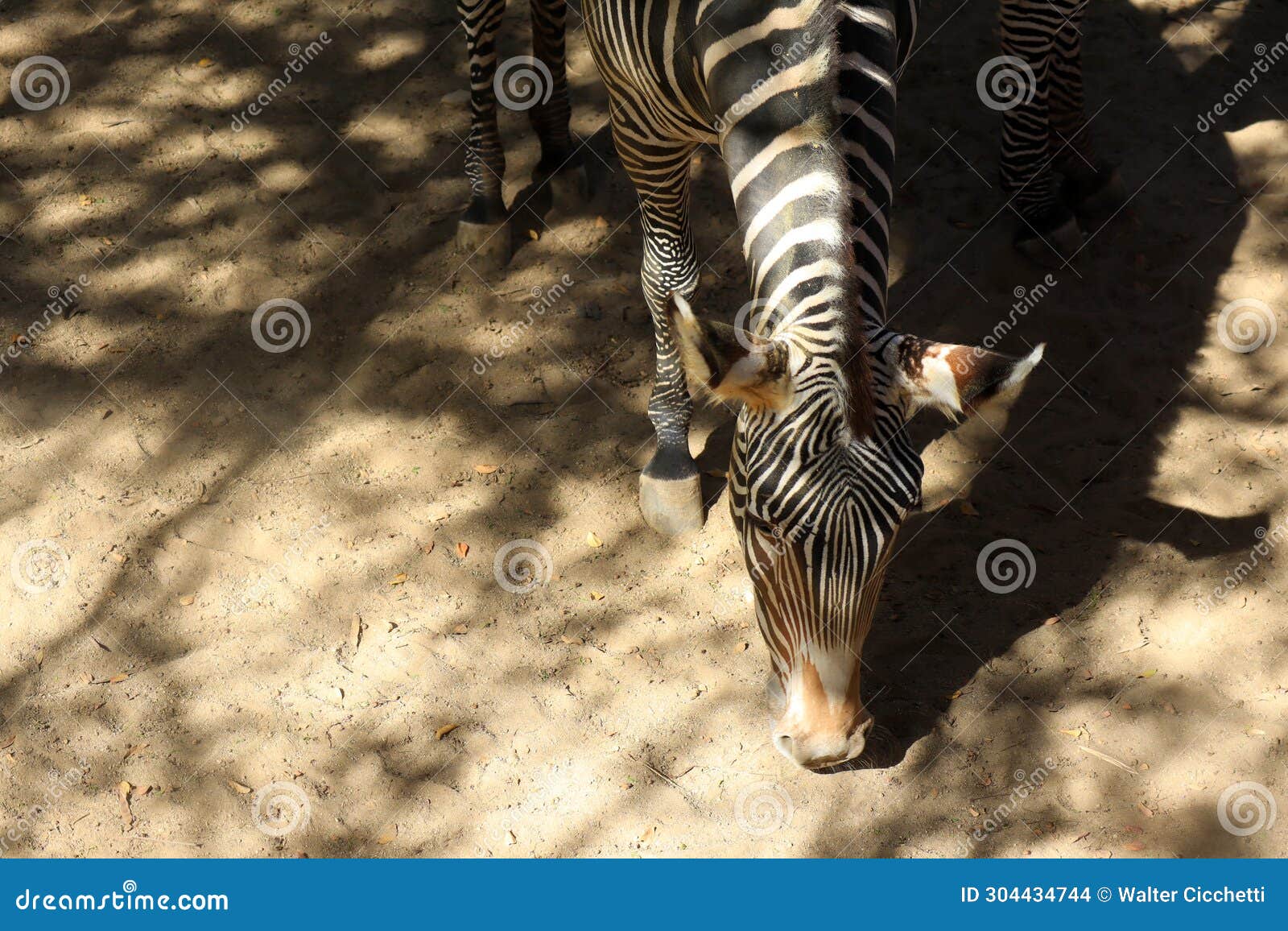 Grevy S Zebra (Equus Grevyi) Also Known As the Imperial Zebra Stock ...
