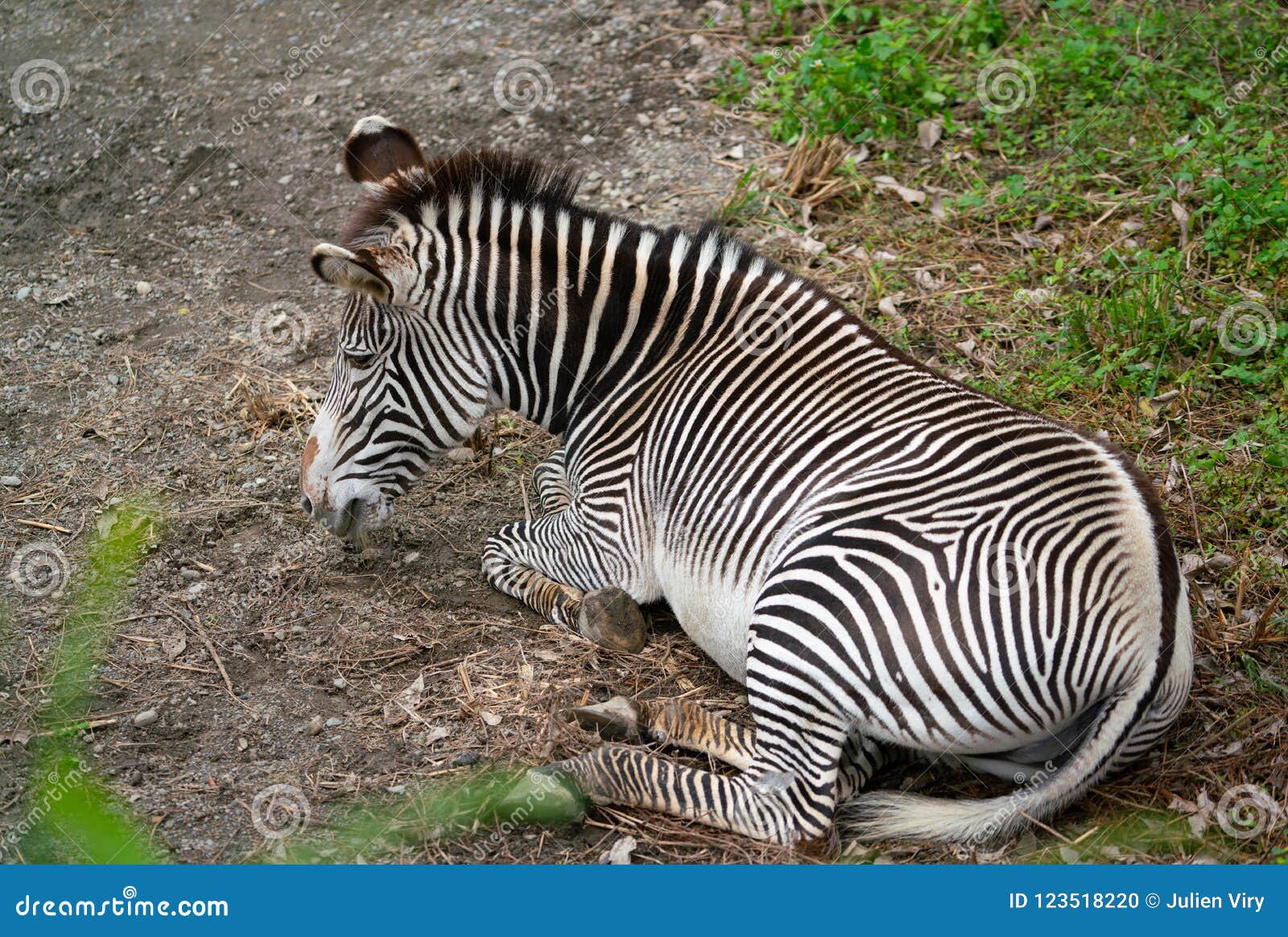Grevy`s Zebra Equus Grevyi Aslo Know As the Imperial Zebra Stock Photo ...