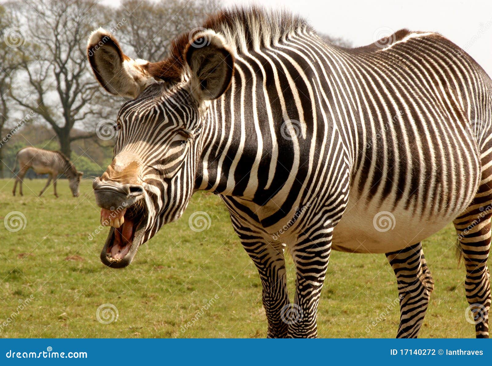Grevy S Zebra, Equus Grevyi , Comic Photo Stock Photo - Image of humour ...