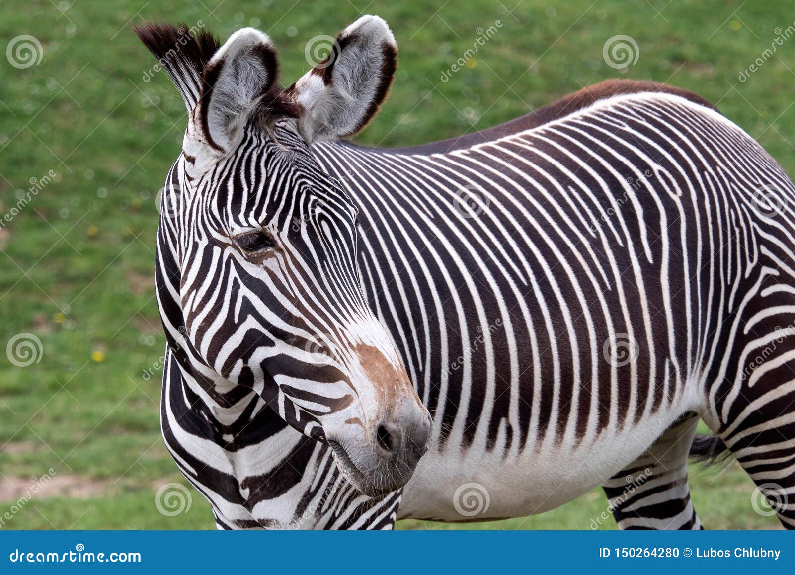 Grevy`s Zebra Equus Grevyi Grazing on Green Grass Stock Photo - Image ...
