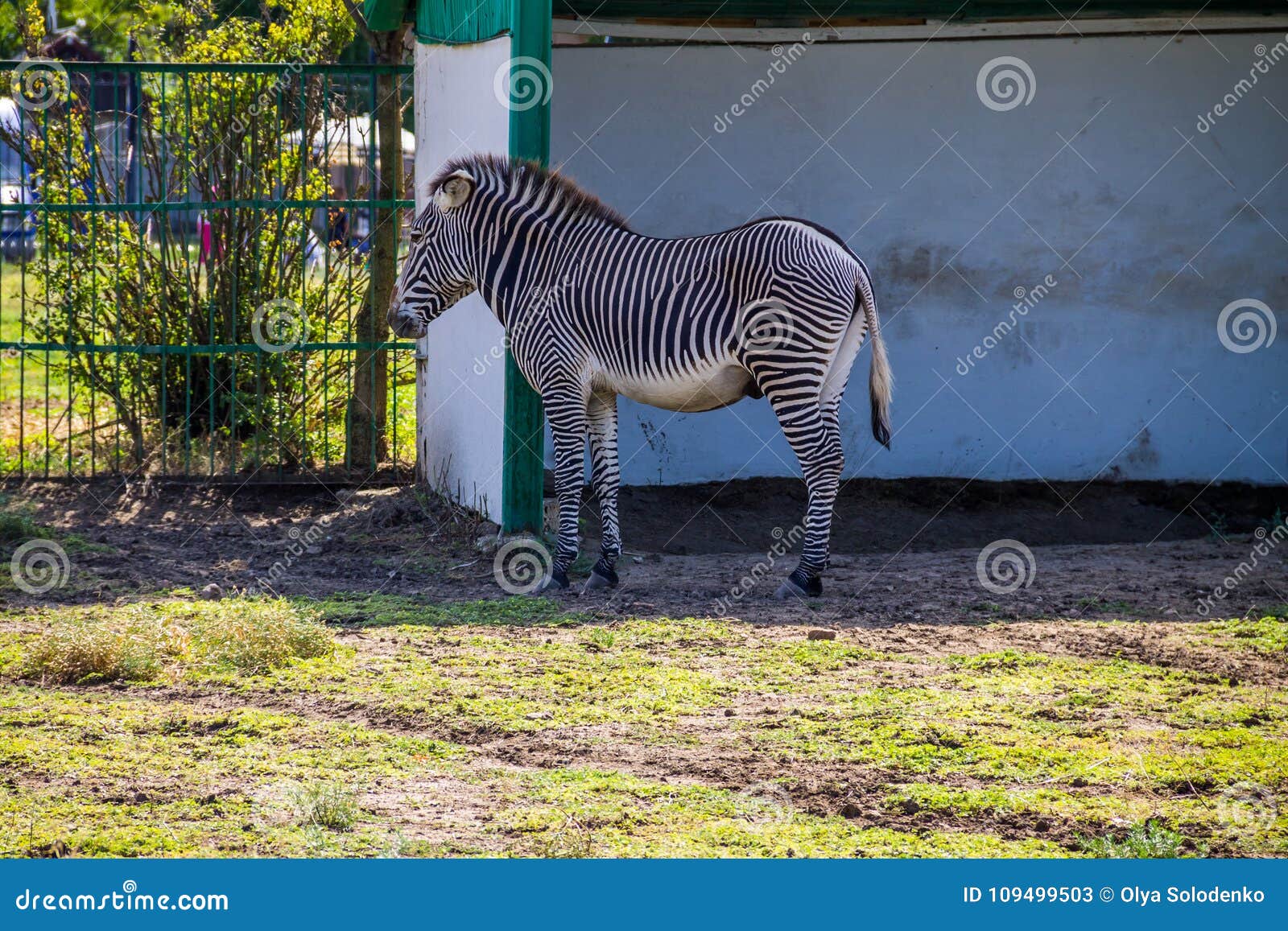 Grevy`s zebra Equus grevyi stock image. Image of outdoor - 109499503