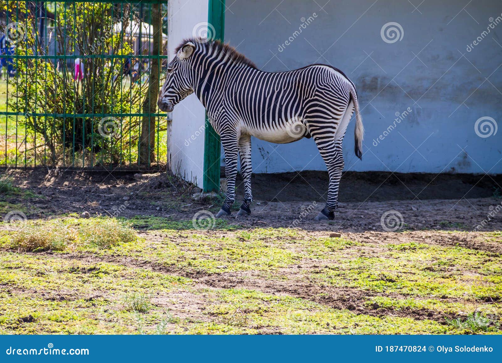 Grevy`s zebra Equus grevyi stock photo. Image of endangered - 187470824