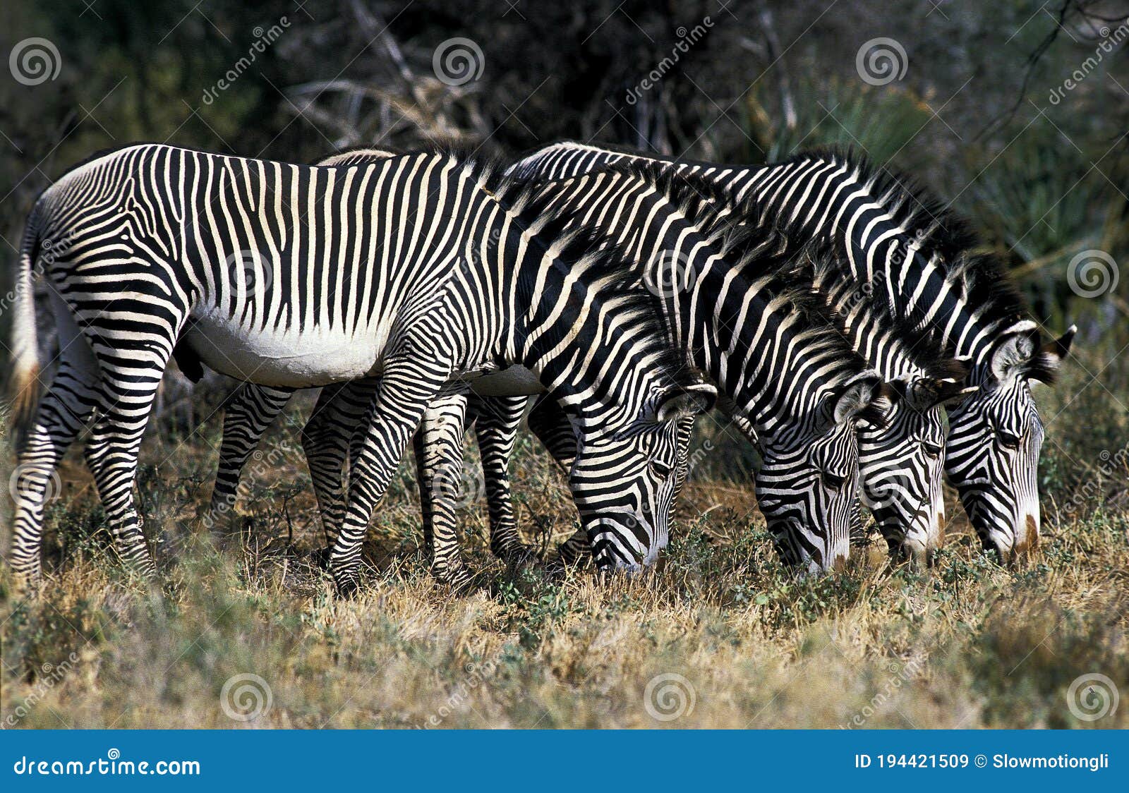 GREVY`S ZEBRA Equus Grevyi, GROUP EATING GRASS, KENYA Stock Image ...