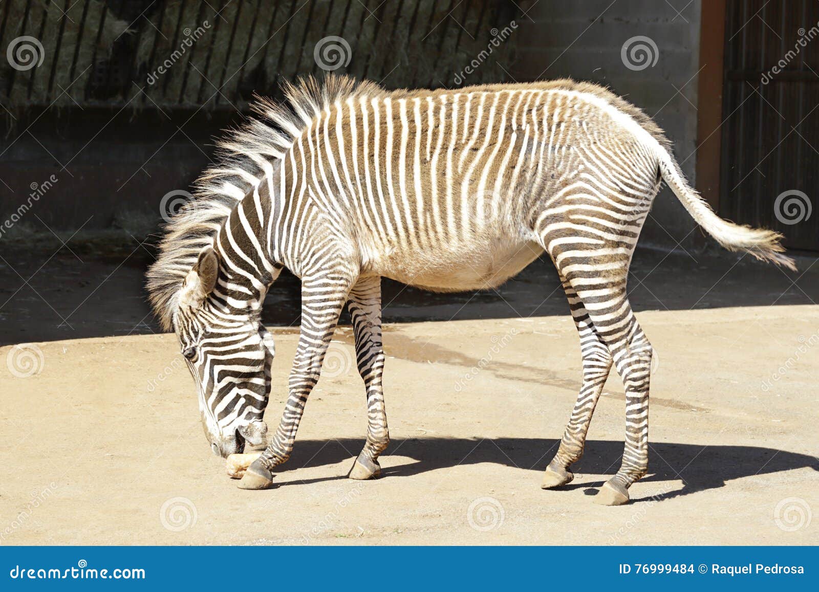 Grevy S Zebra (Equus Grevyi) Stock Photo - Image of white, wildlife ...