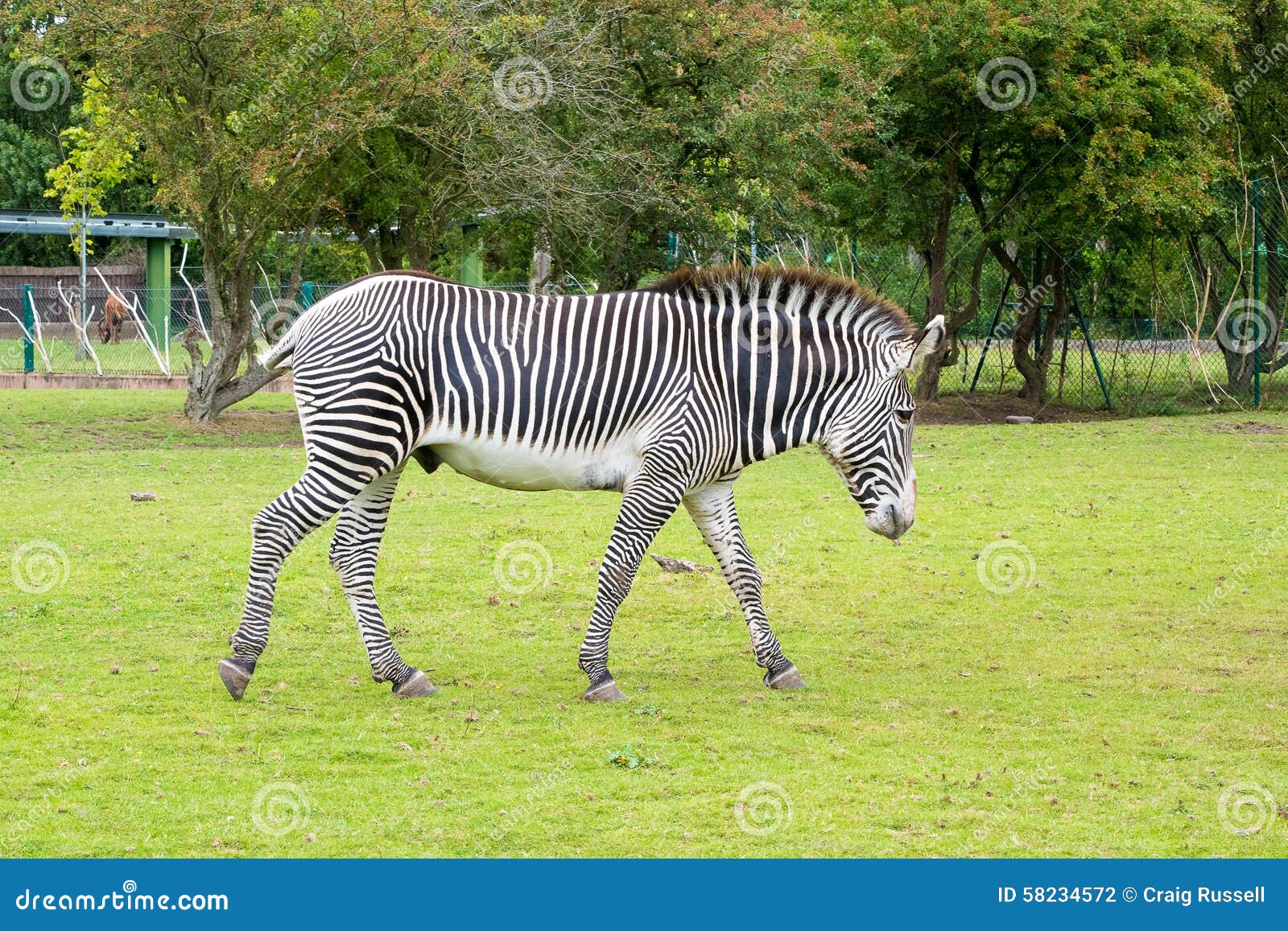 Grevy s Zebra stock photo. Image of grevy, pasture, grevys - 58234572