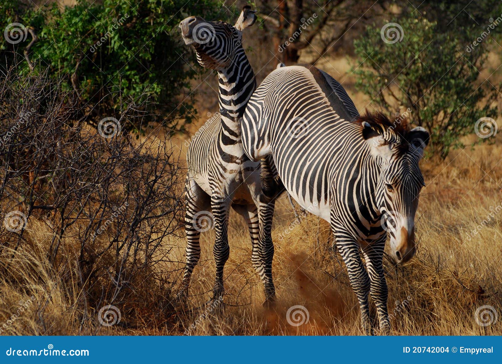Grevy s Zebra Kicking stock photo. Image of travel, wildlife - 20742004