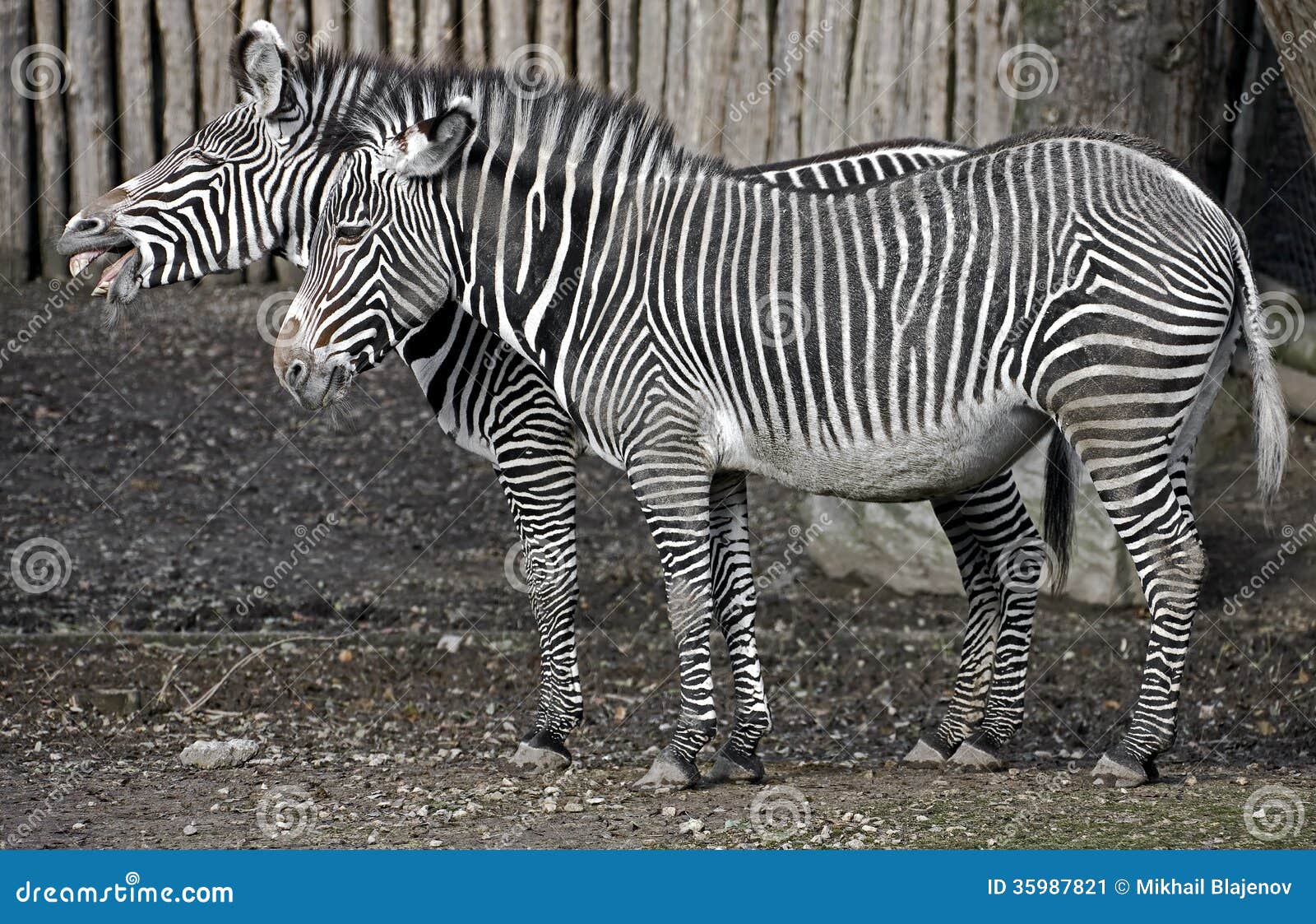 Grevy`s zebra 8 stock image. Image of enclosure, ecology - 35987821