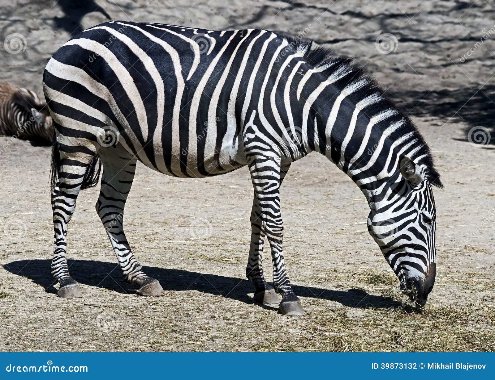 Grant s zebra 4 stock photo. Image of zoology, striped - 39873132