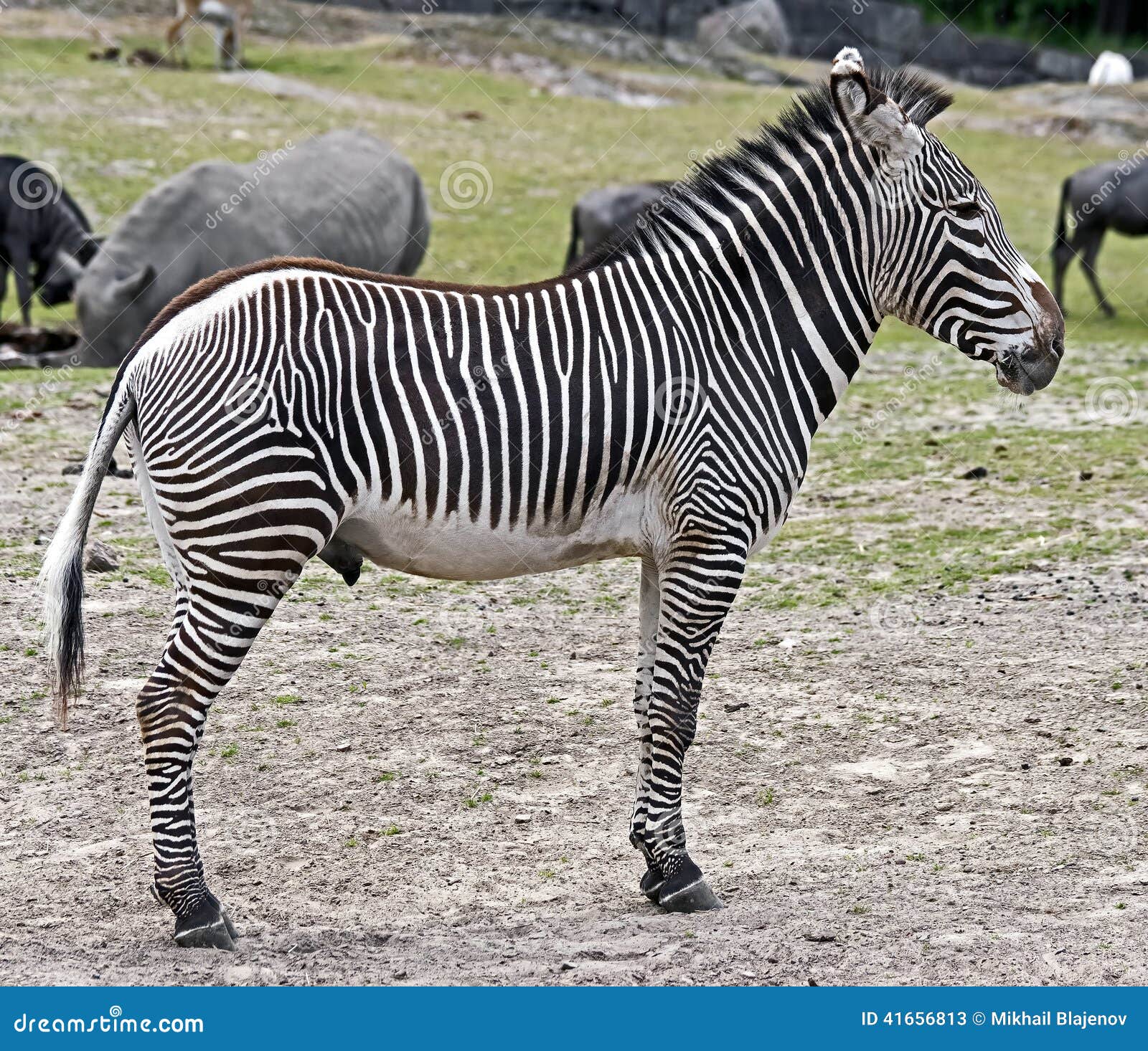 Grevy`s zebra 9 stock image. Image of fauna, herbivore - 41656813