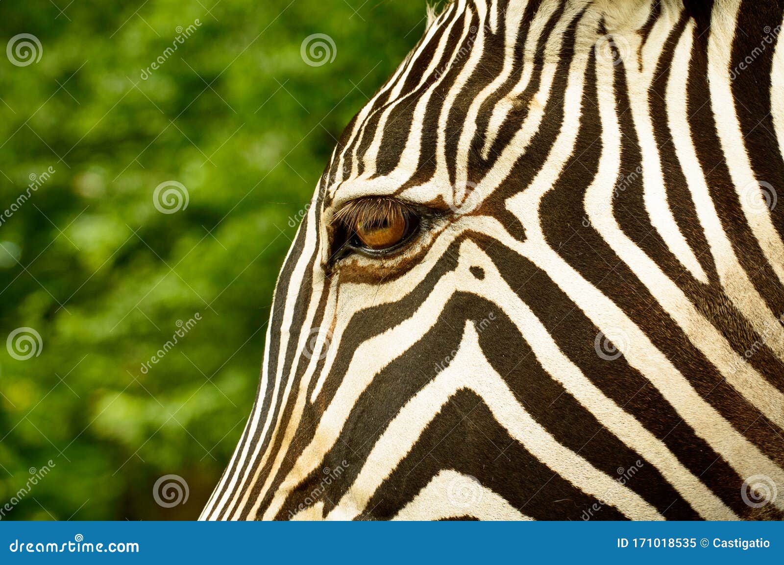 Portrait Of A Grevy`s Zebra Royalty-Free Stock Image | CartoonDealer ...