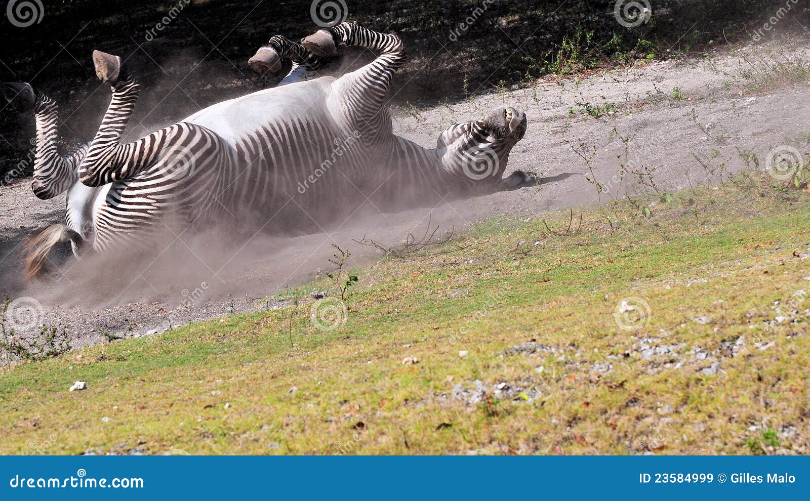 Grevy S Zebra Rolling in the Dust Stock Image - Image of strip, beasts ...