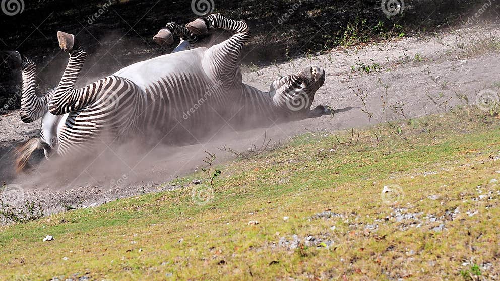 Grevy S Zebra Rolling in the Dust Stock Image - Image of strip, beasts ...