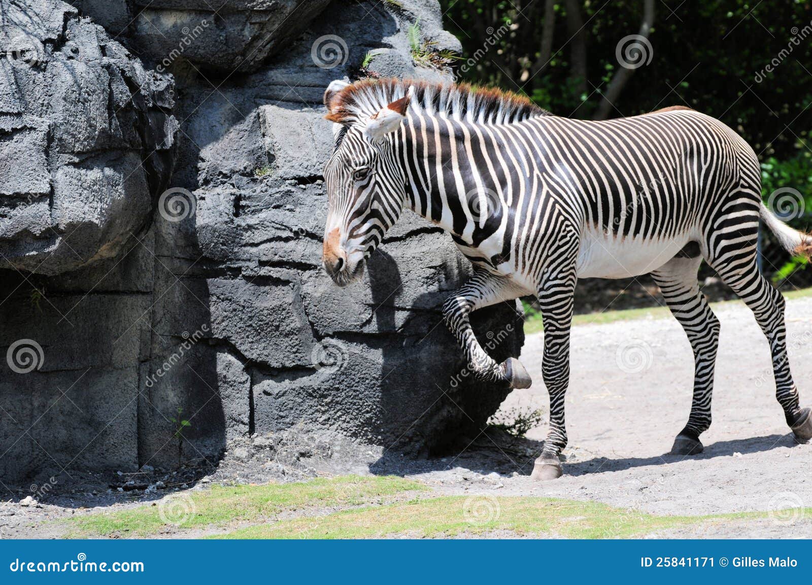 Grevy s Zebra scratching stock image. Image of creatures - 25841171