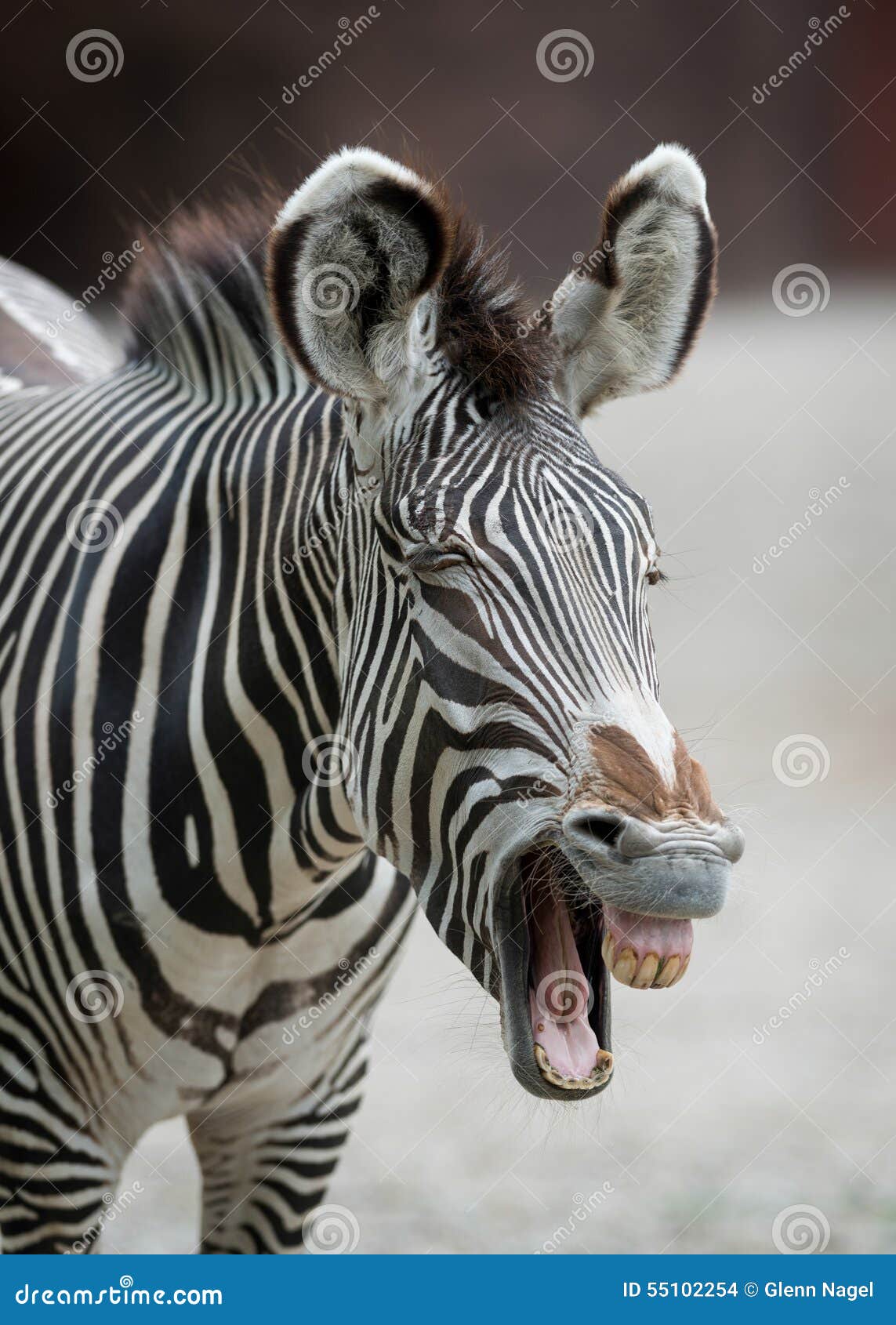 Grevy s zebra stock photo. Image of vertical, portrait - 55102254