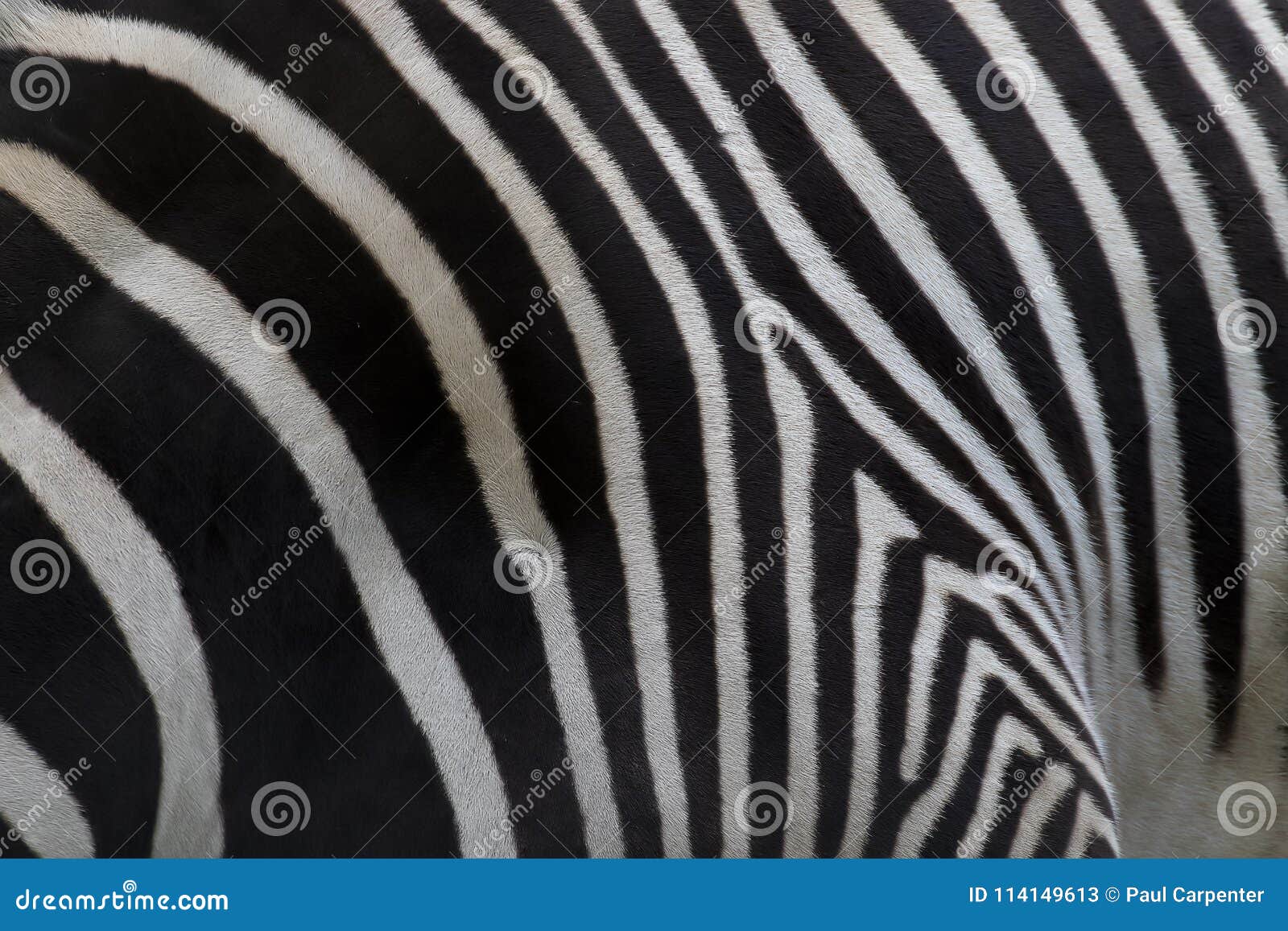 Grevy Zebra, Equus Grevyi, Rump or Back Leg Pattern. Stock Image ...