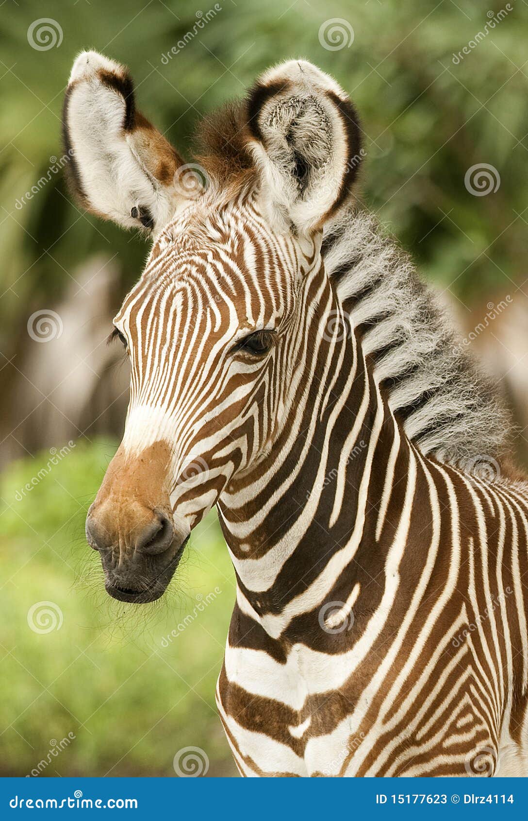 Grevy Zebra Profile stock image. Image of nature, calf - 15177623