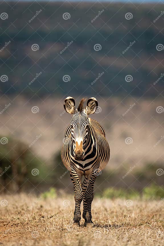 Grevy Zebra Stands on Horizon Facing Camera Stock Photo - Image of ...