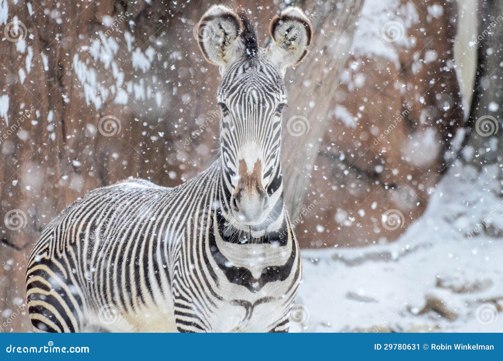 Zebra in the snow2 stock image. Image of stare, grevy - 29780631