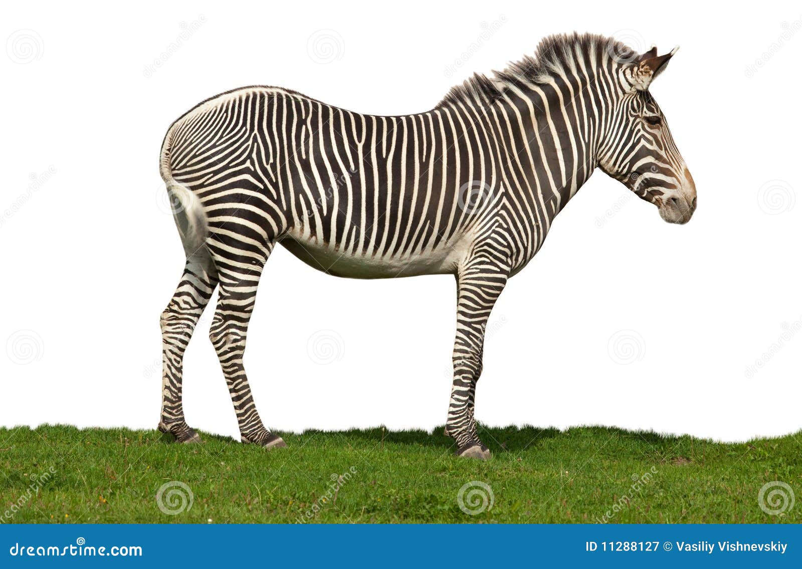 Grevyi Del Equus, Cebra De Grevy Imagen de archivo - Imagen de blanco ...