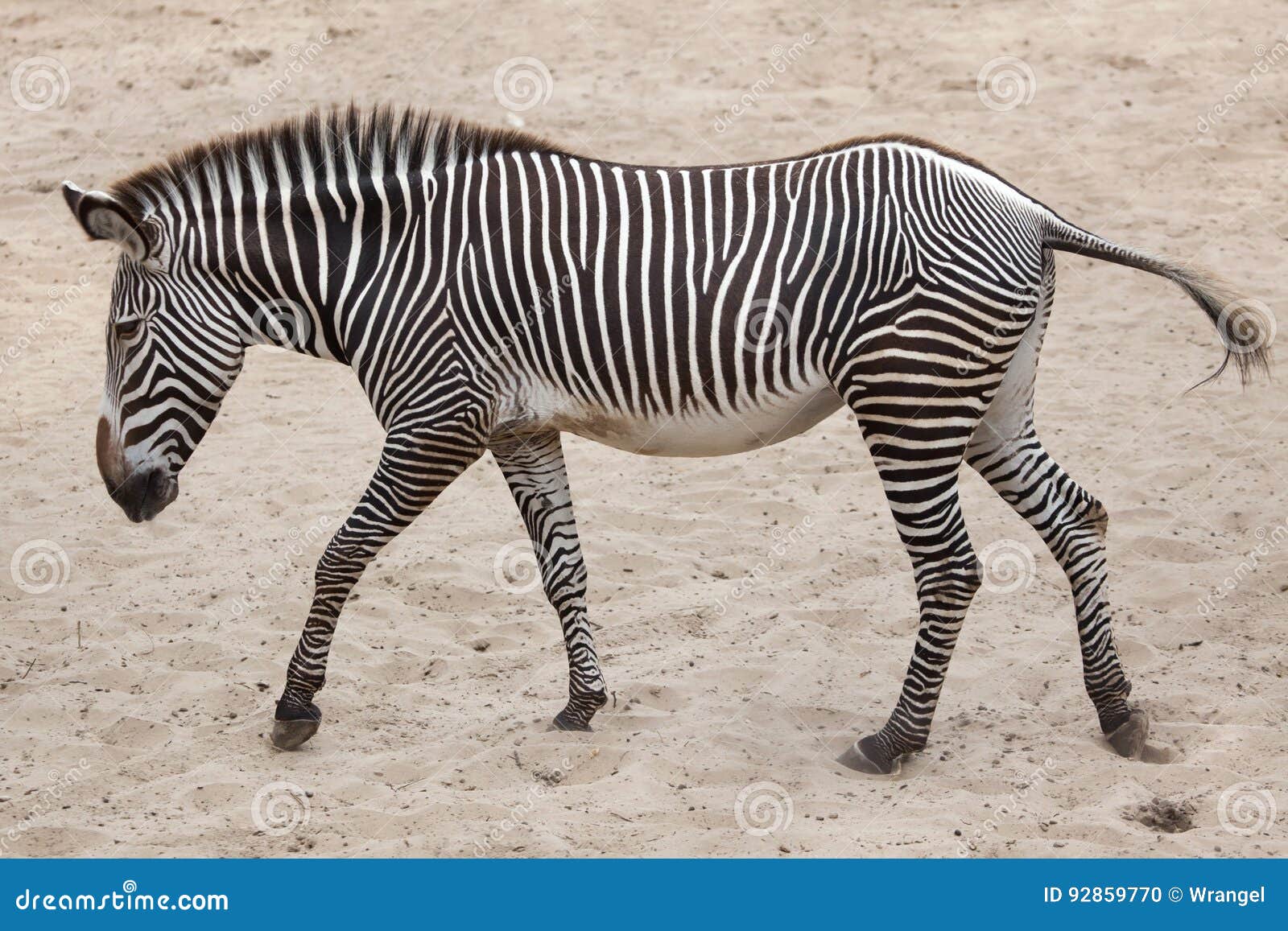 Grevyi Del Equus De La Cebra Del ` S De Grevy Foto de archivo - Imagen ...