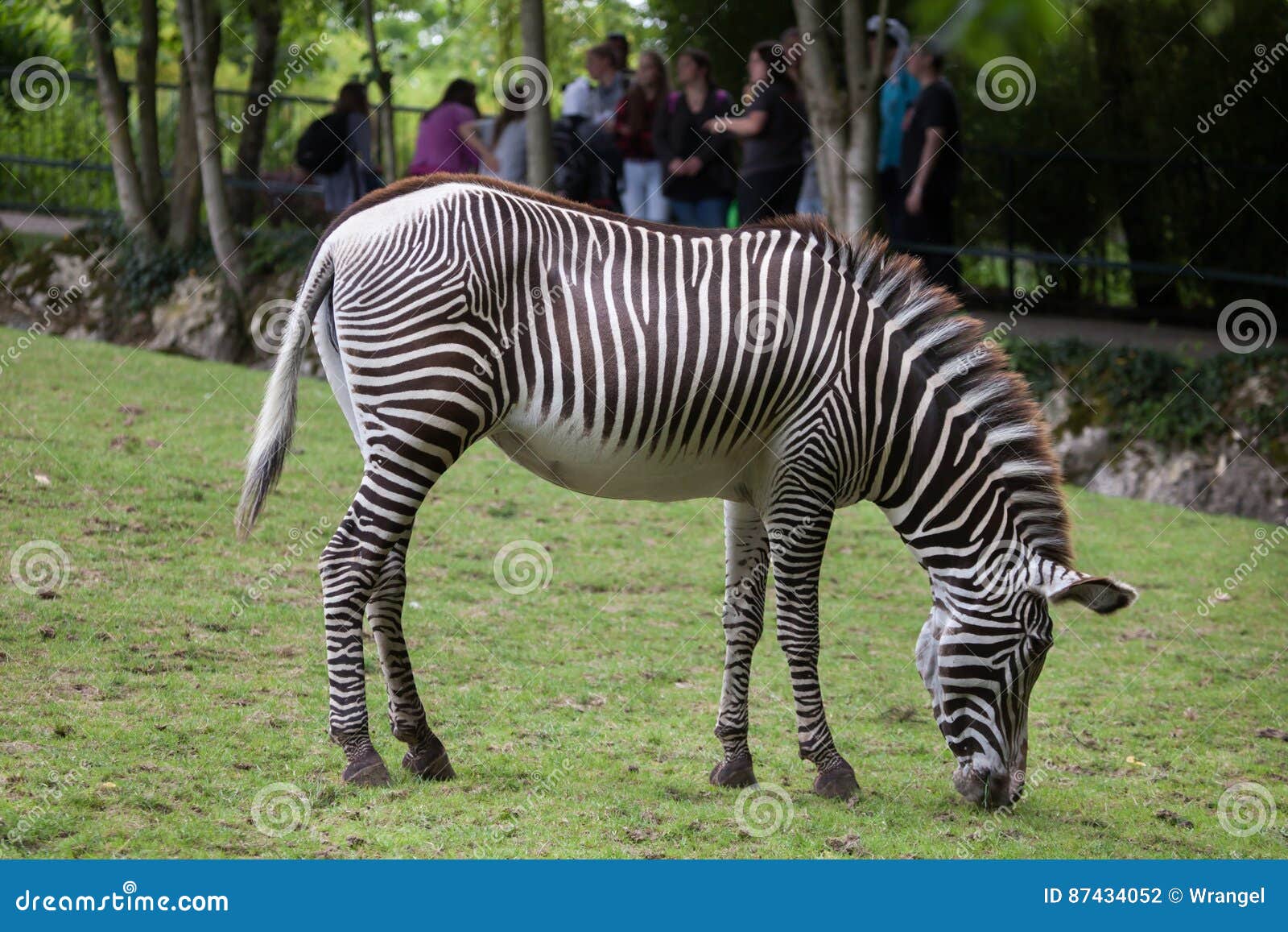Grevyi Do Equus Da Zebra Do ` S De Grevy Fotografia Editorial - Imagem ...