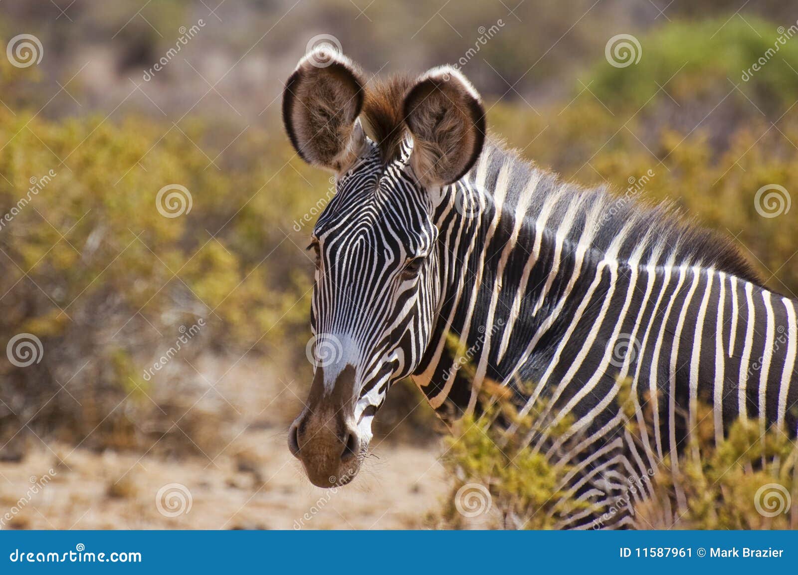Grevys Zebra Close Up Headshot Stock Image - Image of samburu, black ...