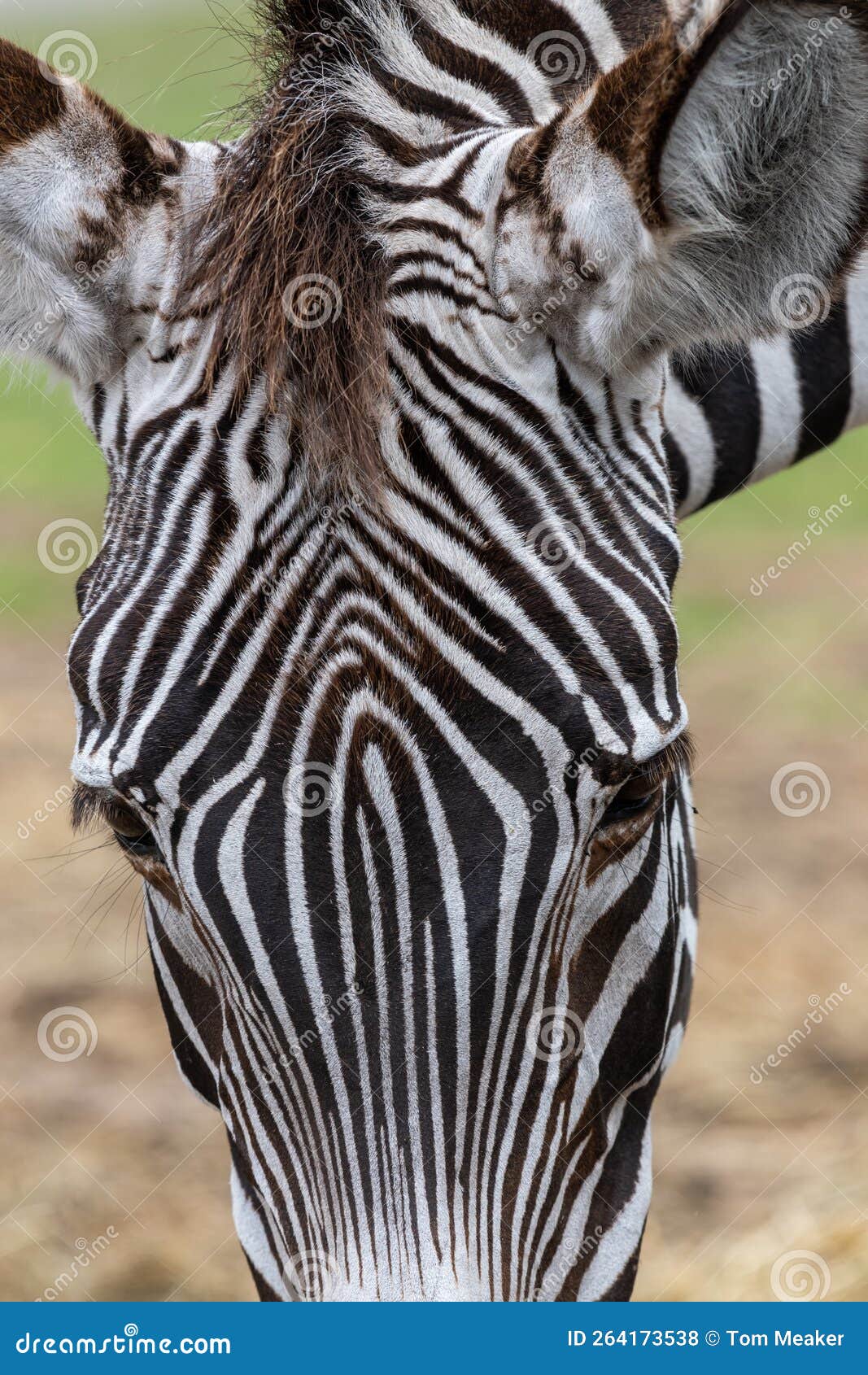 Grevys zebra equus grevyi stock photo. Image of portrait - 264173538