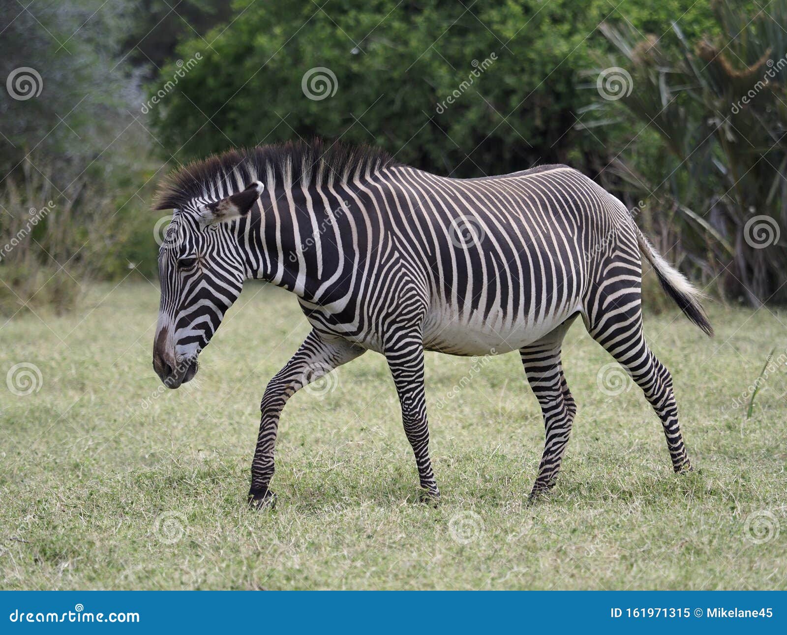 Grevys zebra, Equus grevyi stock image. Image of grevyi - 161971315