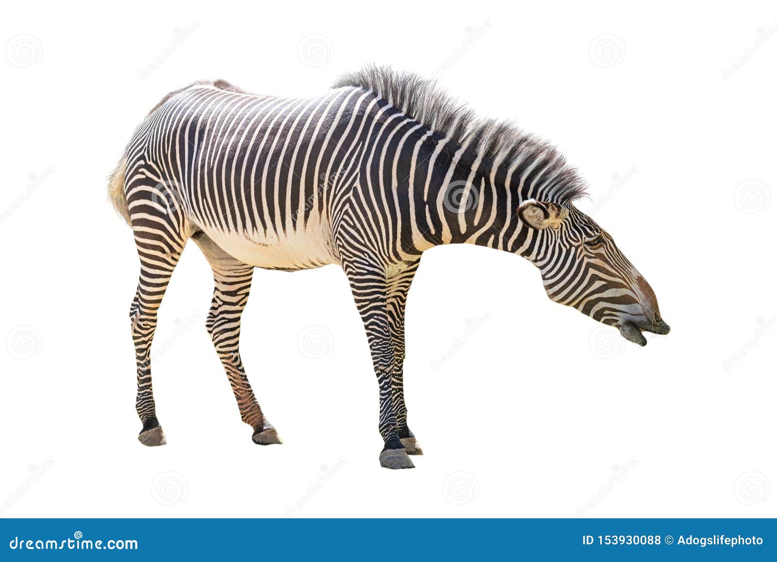 Grevys Zebra Facing Side Extracted Stock Photo - Image of grevyi ...