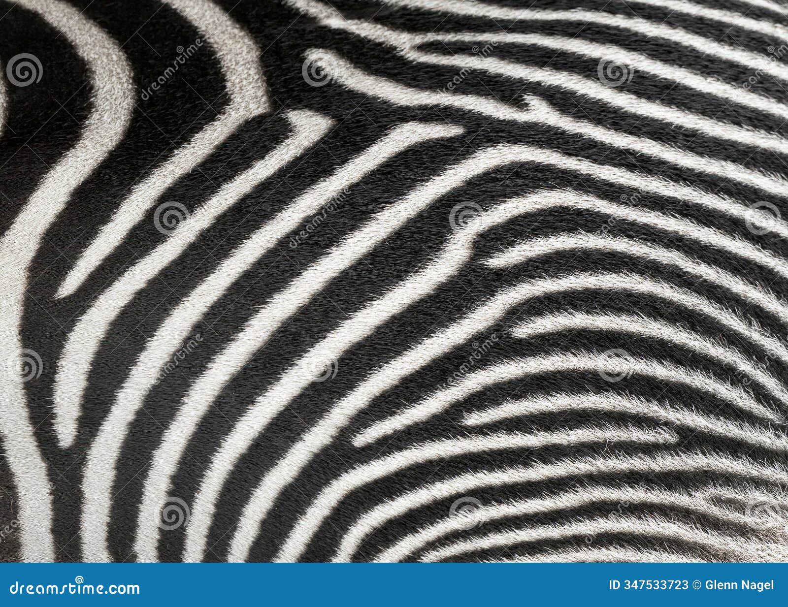 Zebra Stripes Royalty-Free Stock Photo | CartoonDealer.com #21198795
