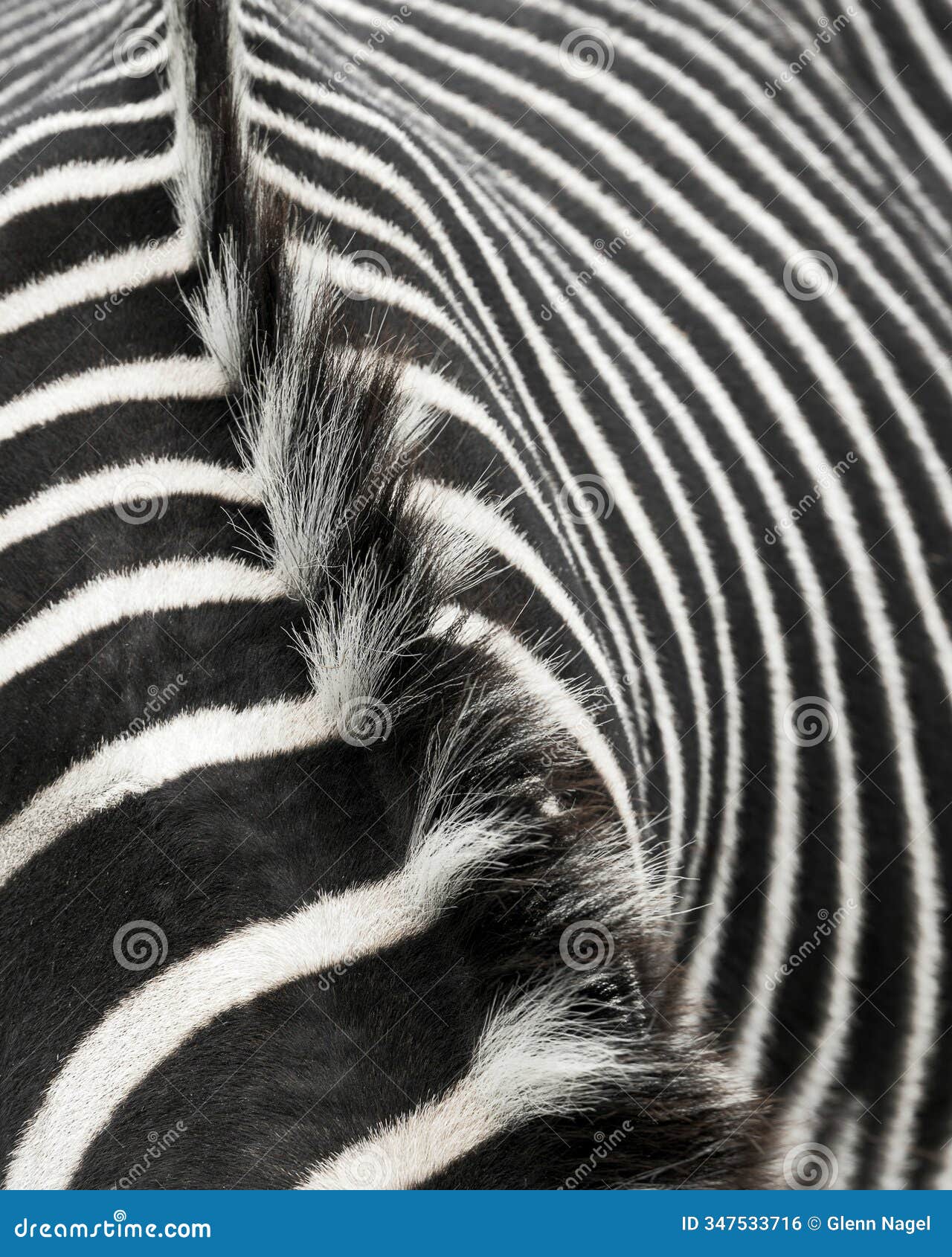 Zebra Stripes Form Curved Pattern Stock Photo - Image of black, curve ...