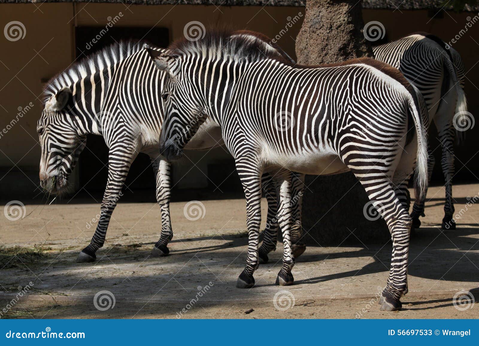 Grevyzebra (Equus Grevyi), Alias Das Kaiserzebra Stockbild - Bild von ...