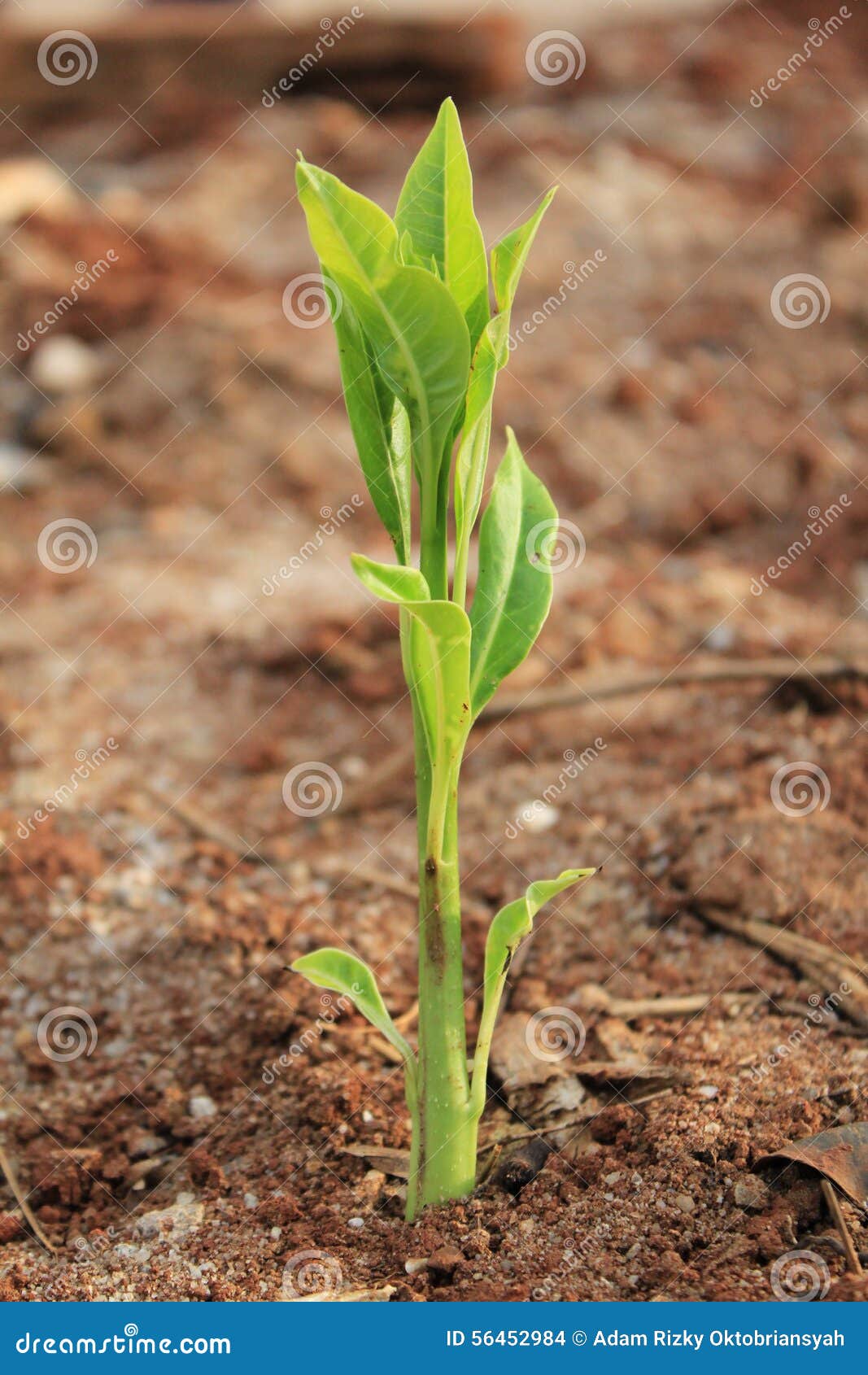 Grew into Fertile Trees for the Future Stock Photo - Image of nature ...